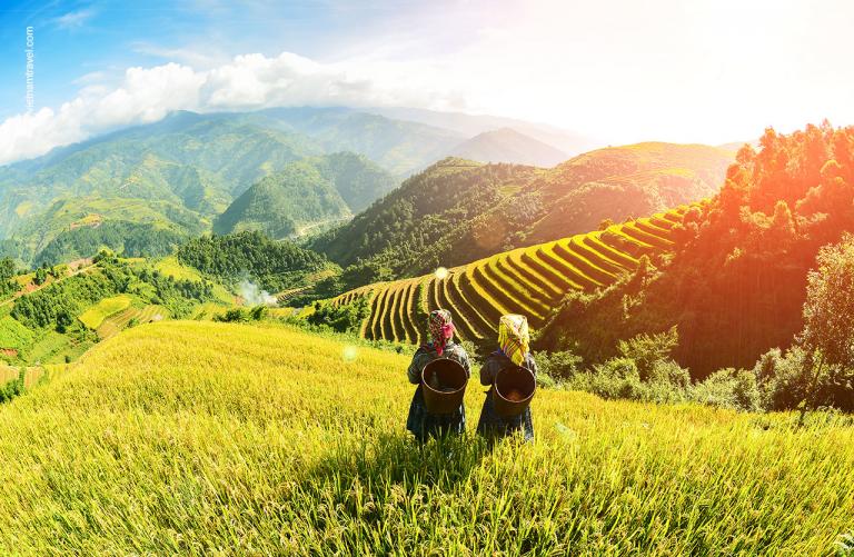 10 Best Rice Fields, Rice Terraces, Rice Paddies In Vietnam (with photos)