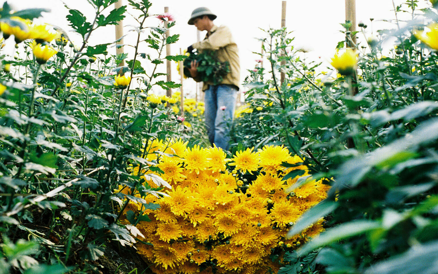 Tay Tuu Flower Village - Flower Village in Hanoi [with Photos]