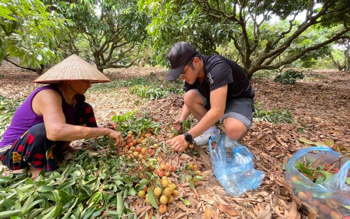 Vietnamese Lychee Season: Everything You Need to Know
